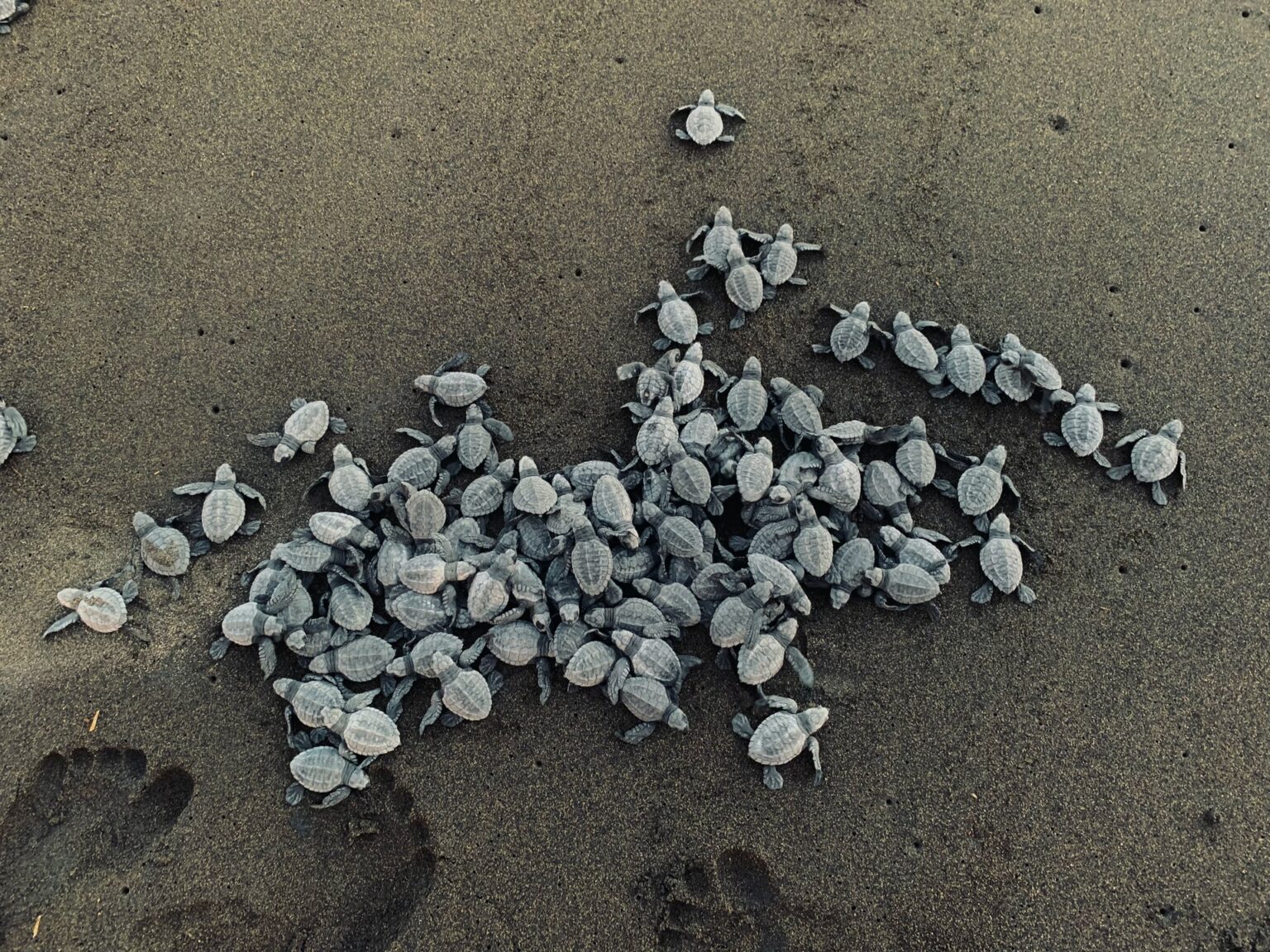 Florida Man April 10 – The Saint With an Army of Turtles
